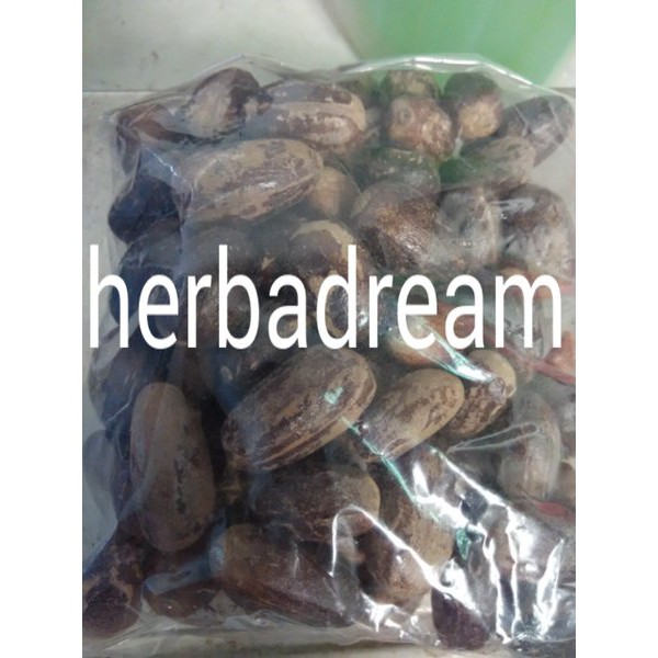 Jual 50 GRAM BIJI PALA UTUH POLO MYRISTICA FRAGRANS NUTMEG ROU DOU KOU ...
