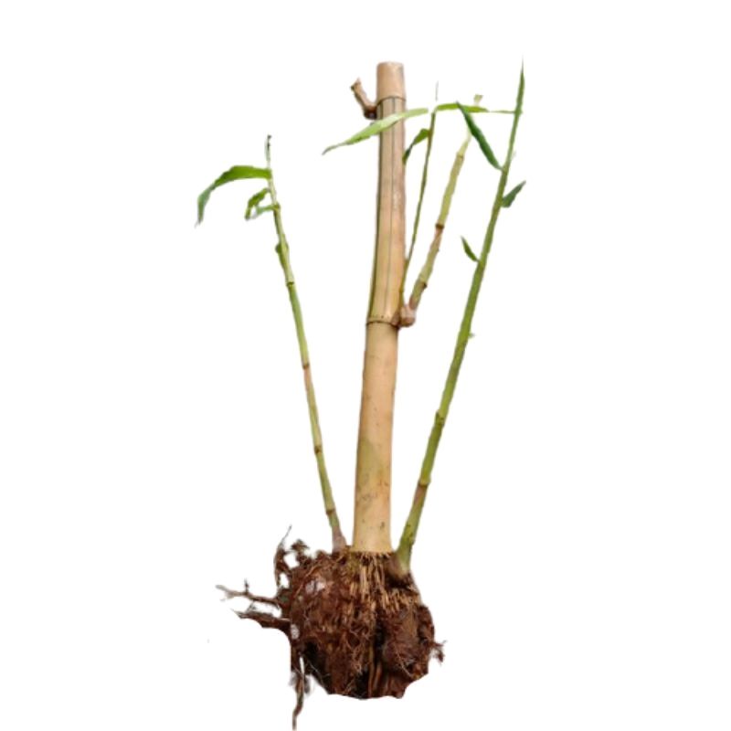 Jual BIBIT STEK BATANG BAMBU KUNING ASLI | Shopee Indonesia