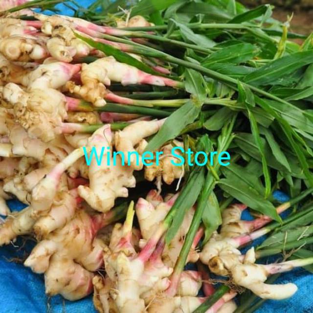 Jual umbi jahe emprit putih lokal jawa hutan zingiber officionale white ginger local zingiberi ...