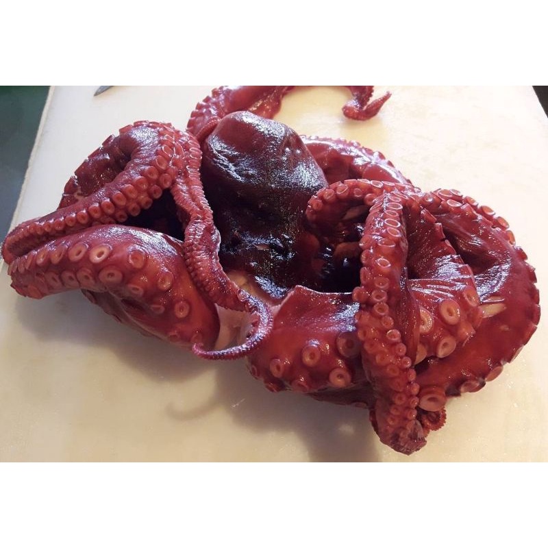 Jual Octopus fresh | Shopee Indonesia
