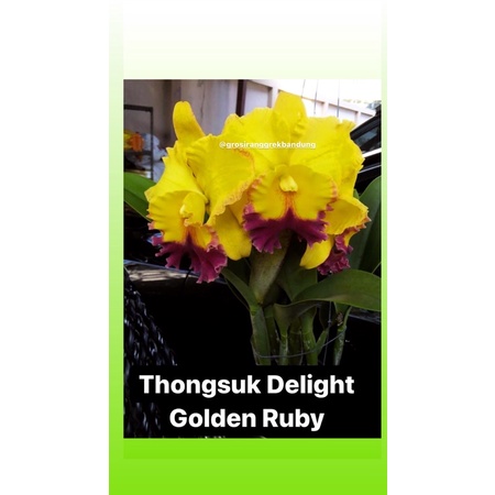 Jual Anggrek Cattleya Thongsuk Delight Golden Rubby | Shopee Indonesia
