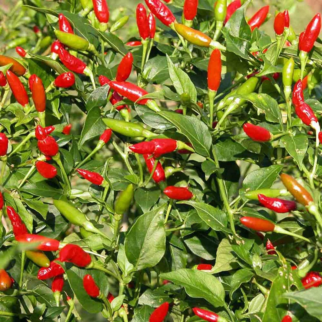Jual Isi 25 biji Paket Cabe Heirloom Tabasco Hot Pepper Seeds Chili ...