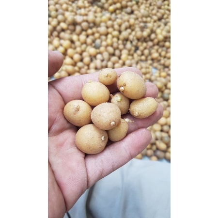 Jual Bibit Kentang/Benih kentang/Kentang G0 (Granola L) {Bibit kentang ...