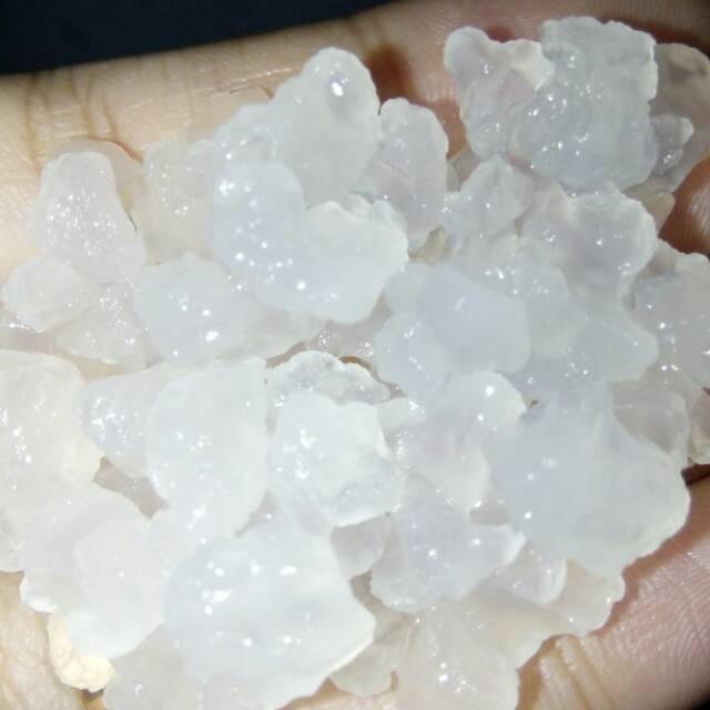 Jual Alga Kristal / bibit water kefir / Jamur Alga jepang | Shopee ...