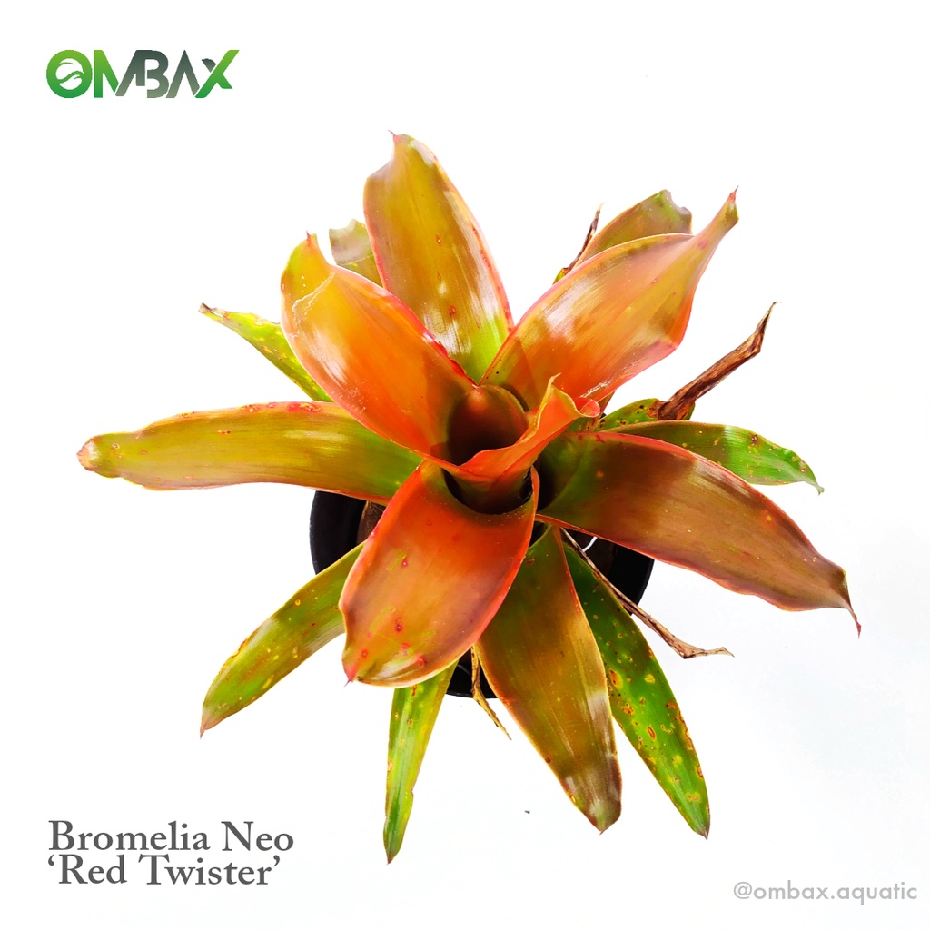 Jual Bromelia Neo 'Red Twister' - Tanaman hias / Paludarium / Taman ...
