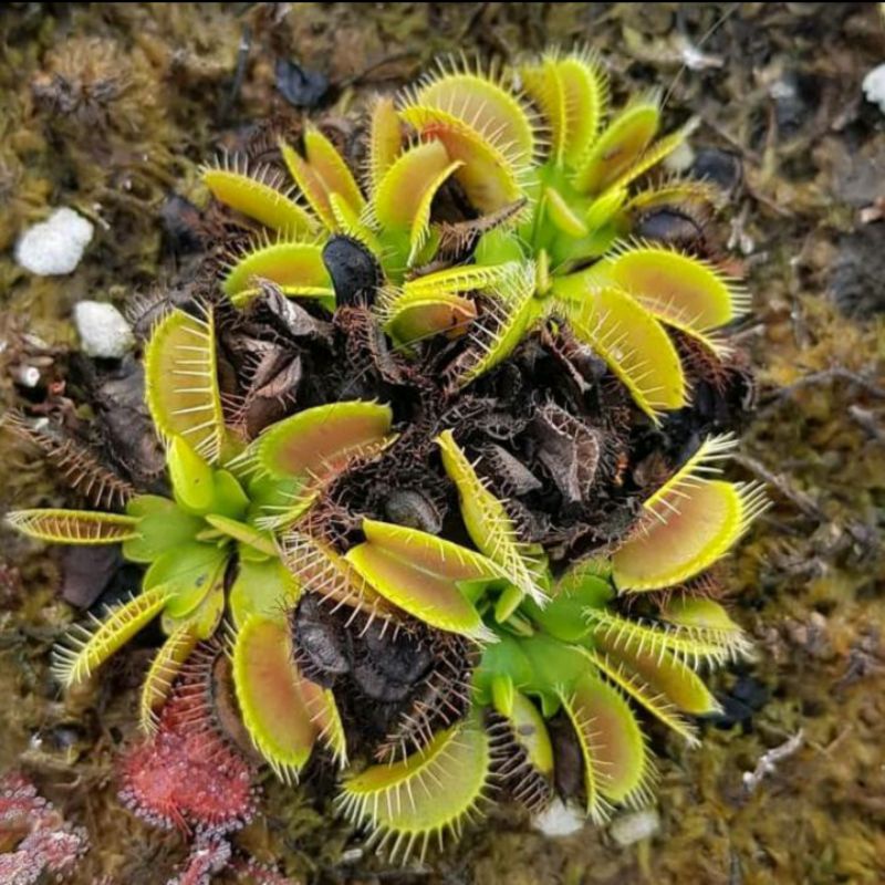 Jual benih bunga venus fly trabs | Shopee Indonesia