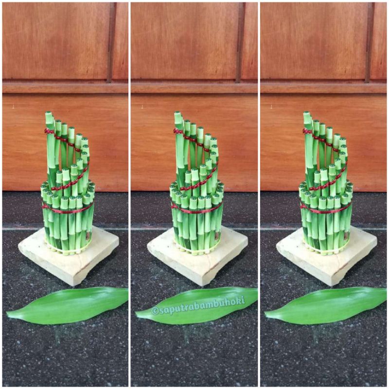 Jual Bambu Hoki / Bambu Rejeki 1 Paket 3 Pohon [ Mahkota, Susun 3 ...