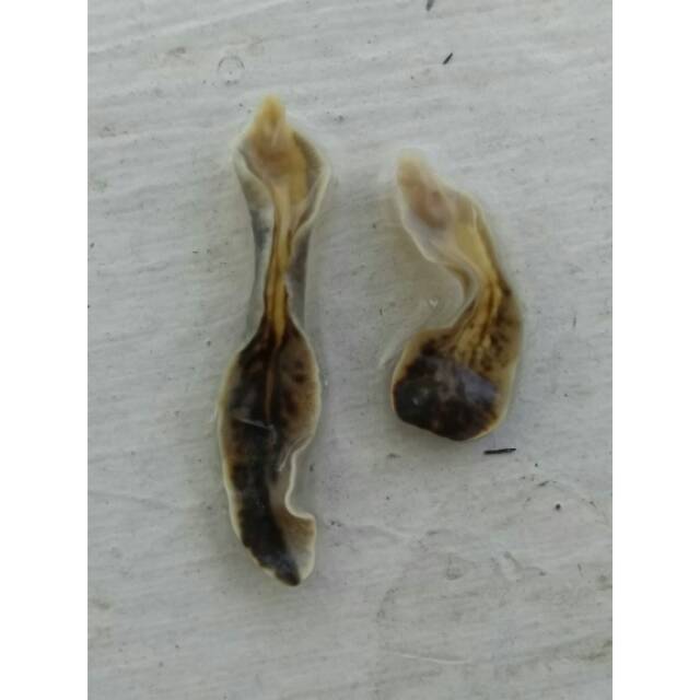Jual Preparat basah Fasciola hepatica dewasa | Shopee Indonesia