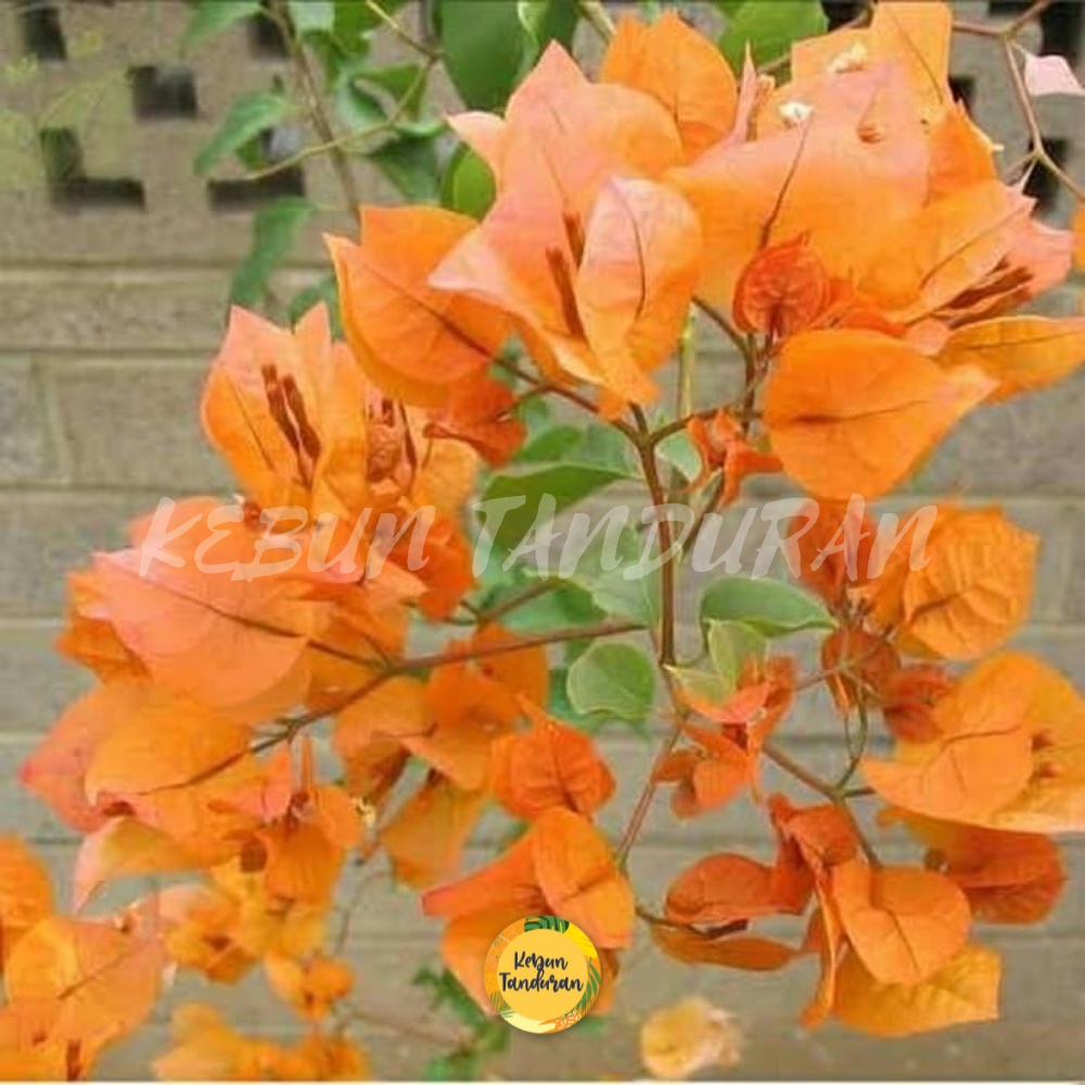 Jual Tanaman Hias Bunga Bougenville Orange Kembang Kertas Warna Orange ...