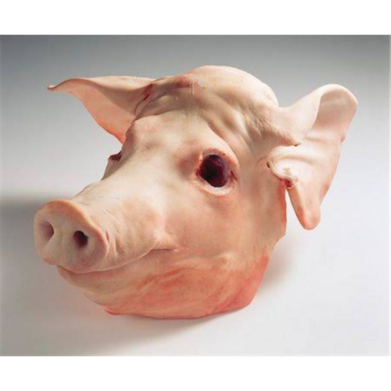 Jual Kepala babi mentah utuh segar / fresh pig head (daging babi fresh ...