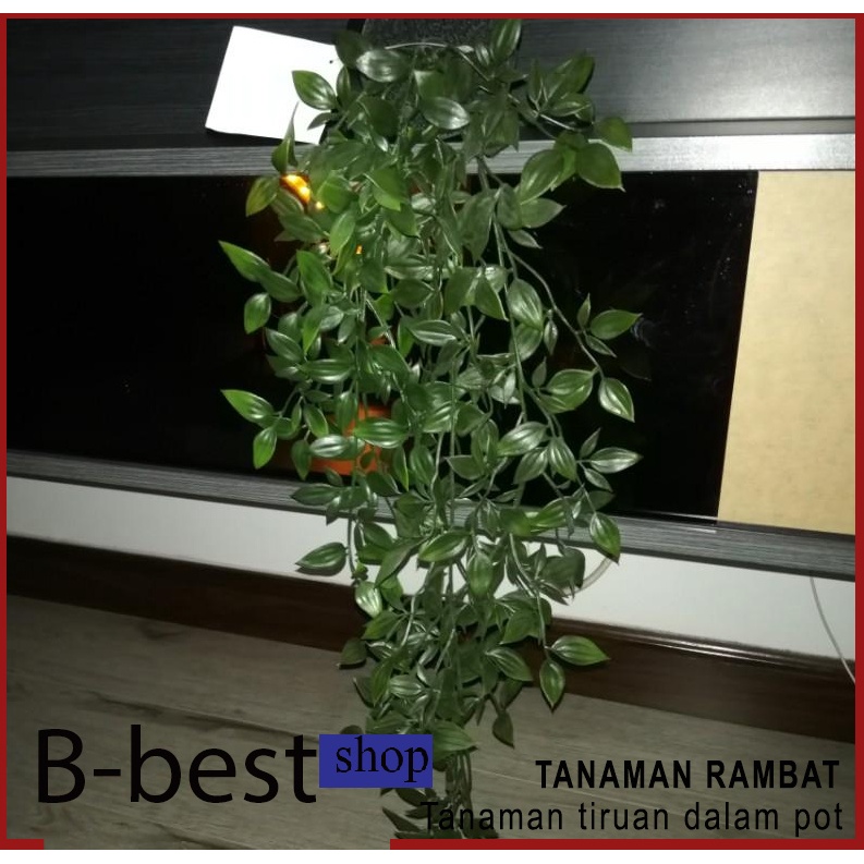 Jual TANAMAN RAMBAT Tanaman HIASAN DINDING/ Tanaman dekorasi tembok ...