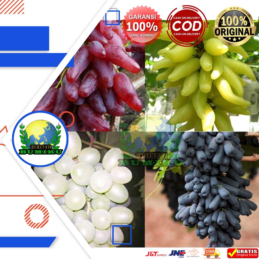 Jual Bibit anggur import (BELI 2 BONUS 1) tanaman hasil grafting ...