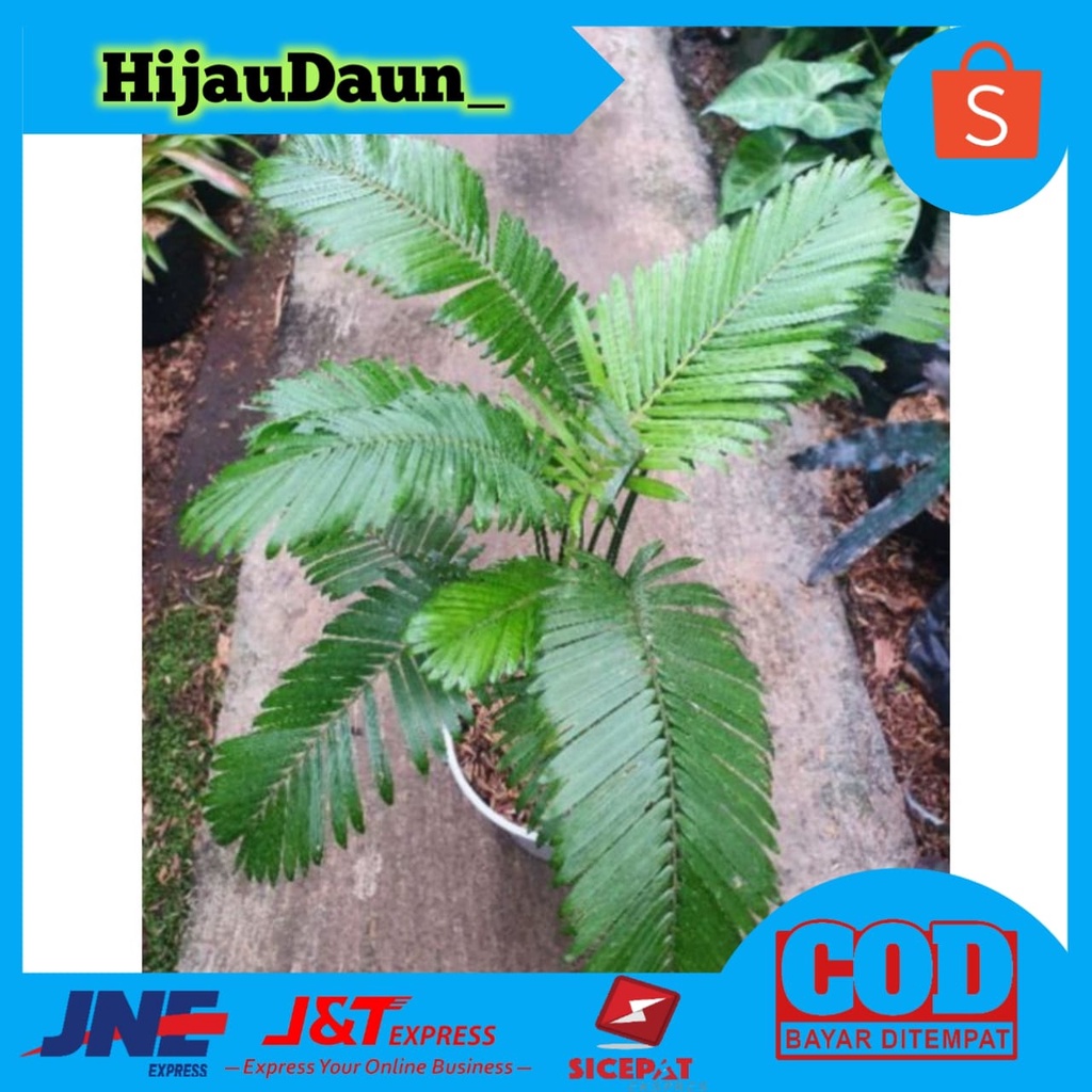 Jual Tanaman hias Palem rotan - Palem mini - rotan hias - jernang hias ...