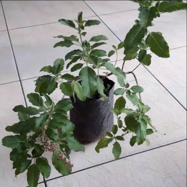 Jual Tanaman herbal pohon ruku ruku/holy basil | Shopee Indonesia