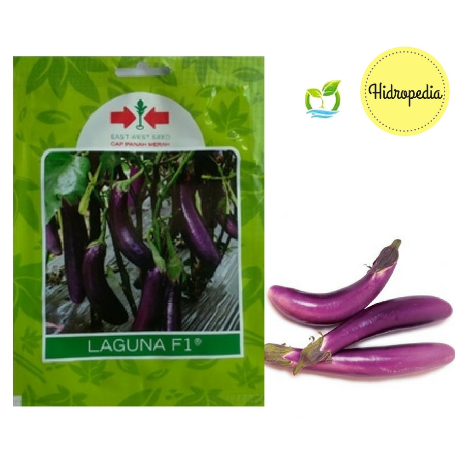 Jual Benih Bibit Terung Terong Ungu Hibrida LAGUNA F1 (400 Biji) Panah Merah) | Shopee Indonesia