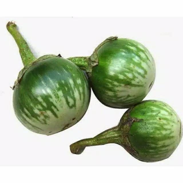 Jual benih terong lalap KENARI 200btr (REPACK) | Shopee Indonesia