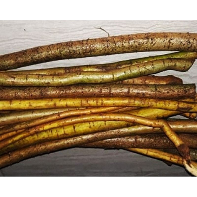 Jual akar tuba segar 500gram | Shopee Indonesia