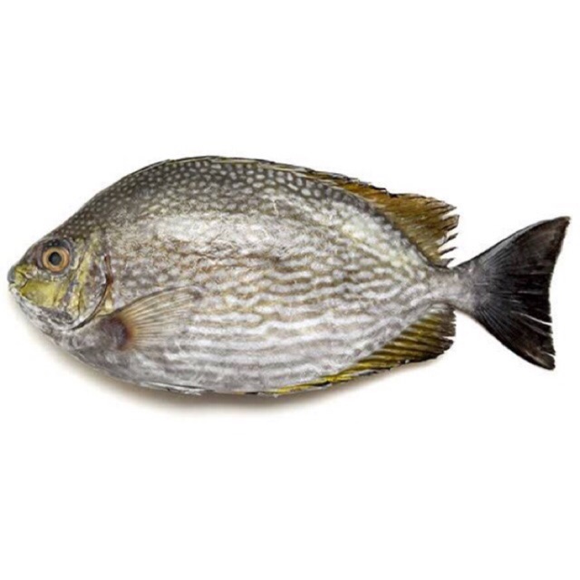 Jual Ikan Baronang Fresh Segar Seafood Laut Enak Pasar Murah Jakarta ...