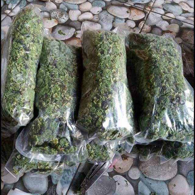 Jual Bibit Azolla microphylla 250 gram per bungkus pakan alternatif ...