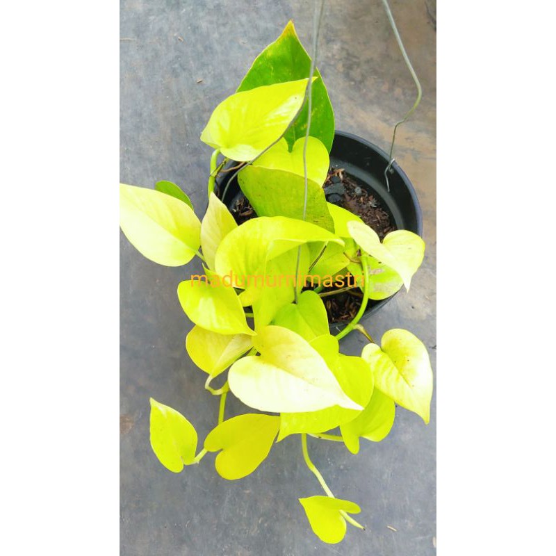 Jual Sirih kuning / sirih gading golden / sirih gading lemon / sirih ...