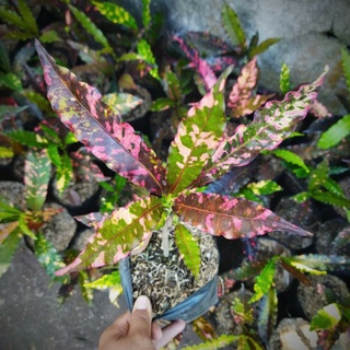 Jual PROMO!! TANAMAN HIAS BUNGA PURING KERIS BELI 1 GRATIS 1 READY ...