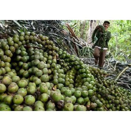 Jual Paket 20 Bibit Aren Kolang Kaling Genjah Varietas Unggul | Shopee ...