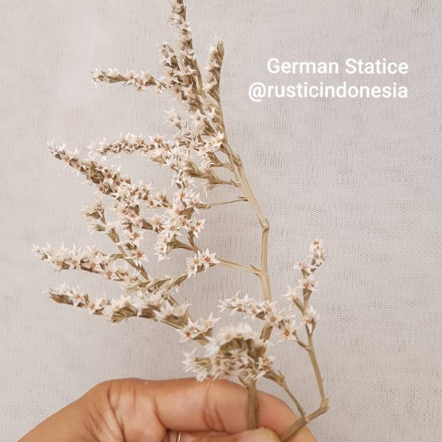 Jual Dried preserved german statice flower bunga jerman statis | Shopee ...