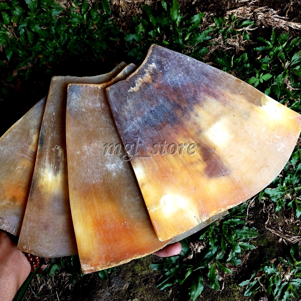 Jual Lempengan Tanduk Sapi Asli corak bule untuk kerajinan handmade ...