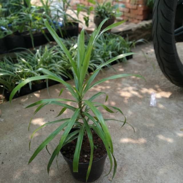 Jual Tanaman hias suji belut hijau | Shopee Indonesia