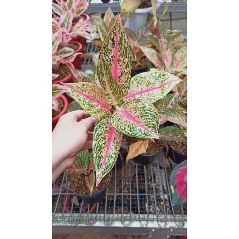 Jual Aglaonema Red Legacy | Shopee Indonesia