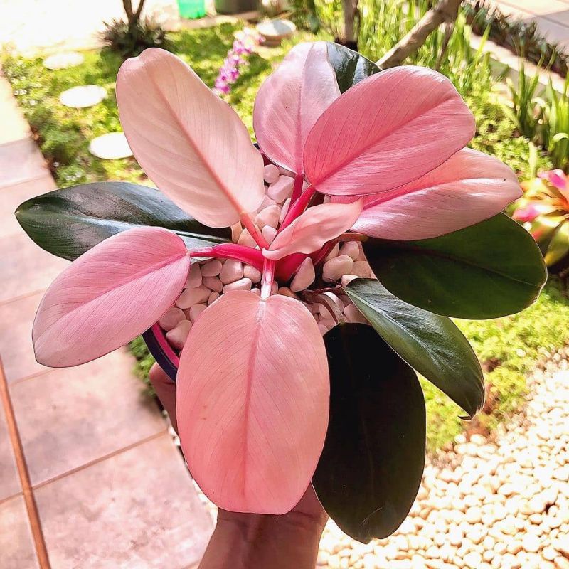 Jual PROMO Tanaman Hias Phillow Philow Philo Congo Tanaman Hidup Bunga ...