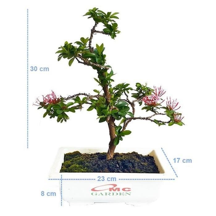 Jual Bonsai Mini Soka Jepang | Shopee Indonesia