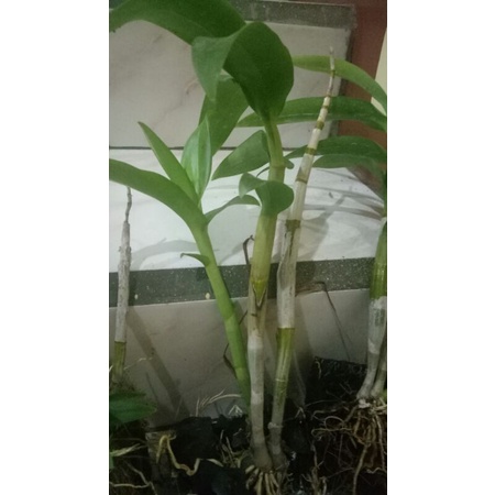 Jual anggrek superbin dewasa | Shopee Indonesia