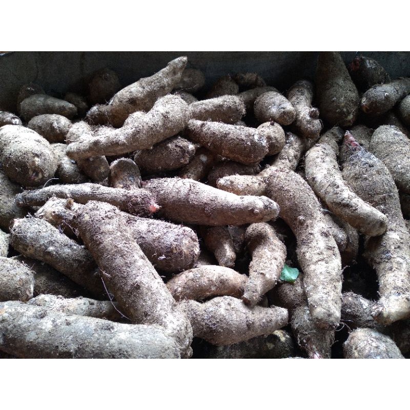 Jual Umbi Talas segar / mentah 1kg besar Mbote Kimpul | Shopee Indonesia