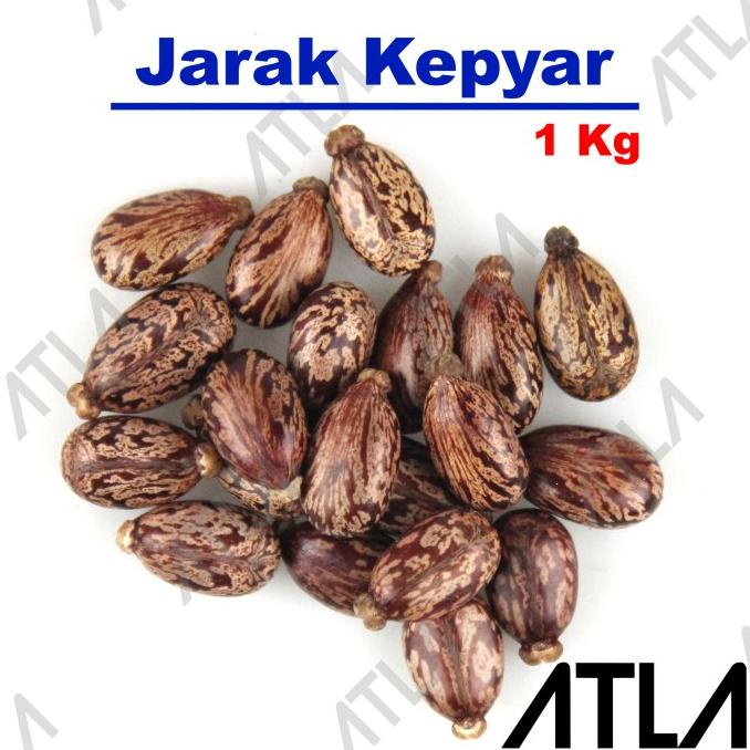 Jual Silahkan Order] Benih Jarak Kepyar 1 Kg Biji Bibit Tanaman Daun ...