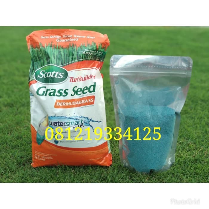 Jual jual benih rumput-benih biji rumput-benih rumput impor | Shopee ...