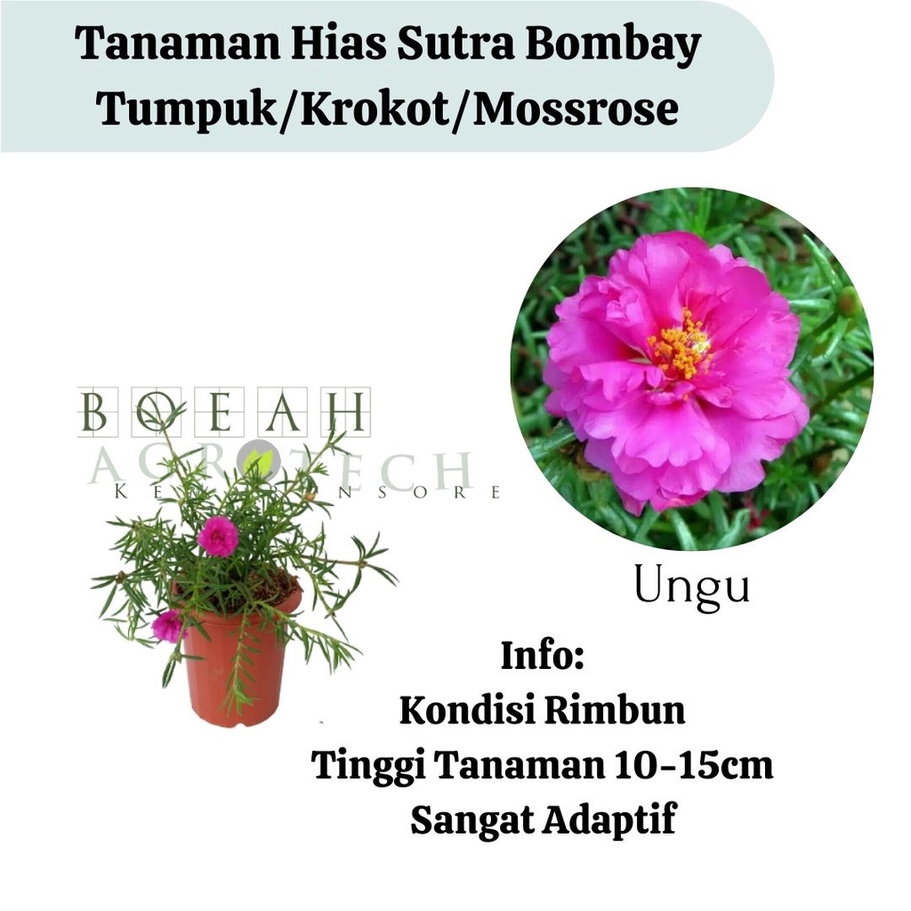 Jual Bibit Tanaman Hias Sutra Bombay Tumpuk/Bunga Krokot/Mossrose/Bunga ...