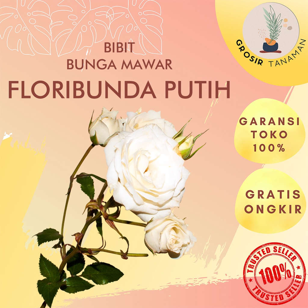 Jual Bibit Mawar Floribunda Warna Putih Tanaman Hias Hidup Bunga Mawar ...