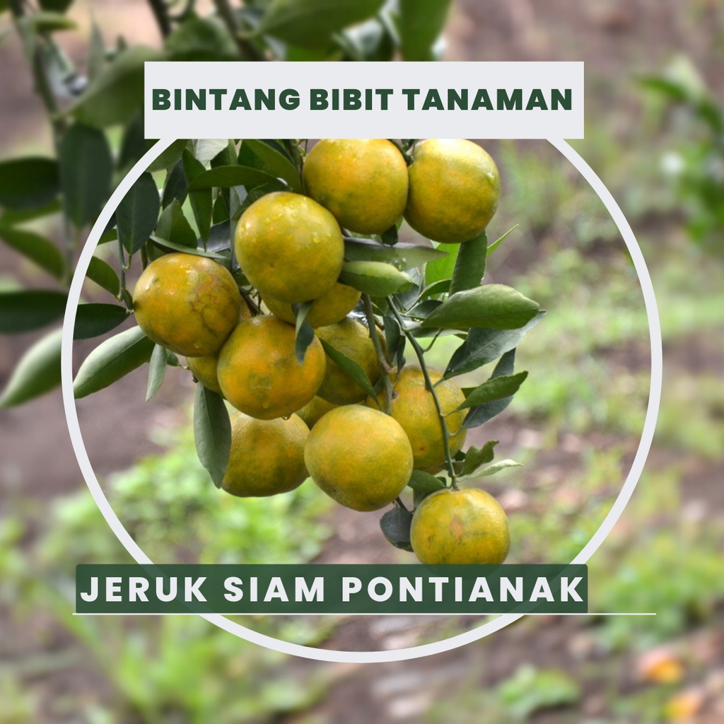 Jual Bibit Tanaman Buah Jeruk Pontianak unggul | Shopee Indonesia