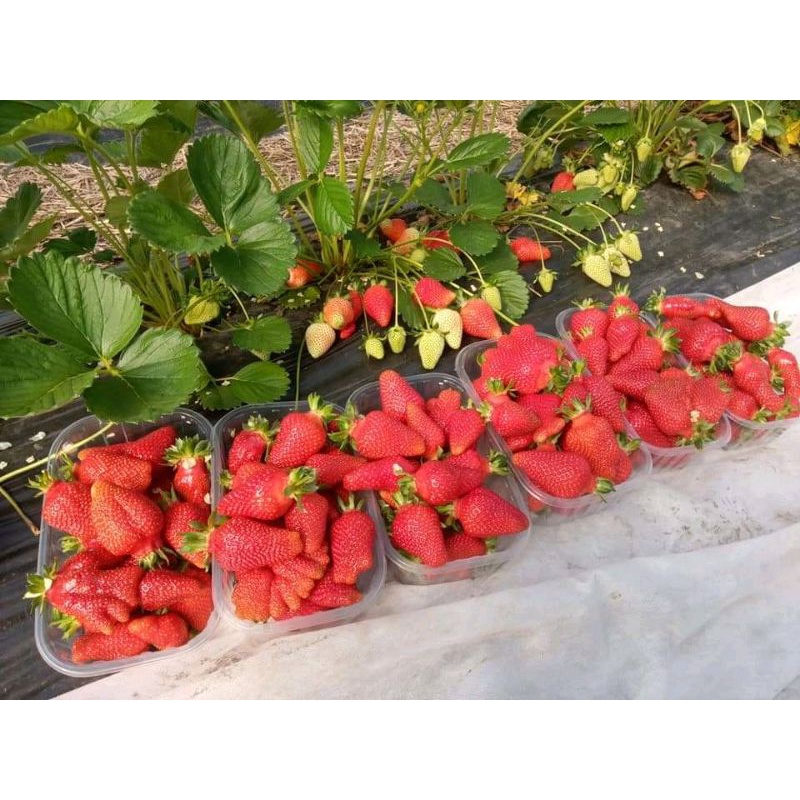 Jual bibit strawberry syria | Shopee Indonesia