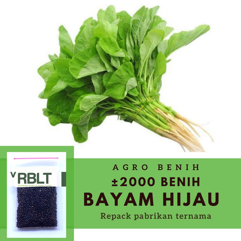Jual 2000 Benih Bayam Hijau Super Benua Bibit Sayuran Hidroponik Unggul ...