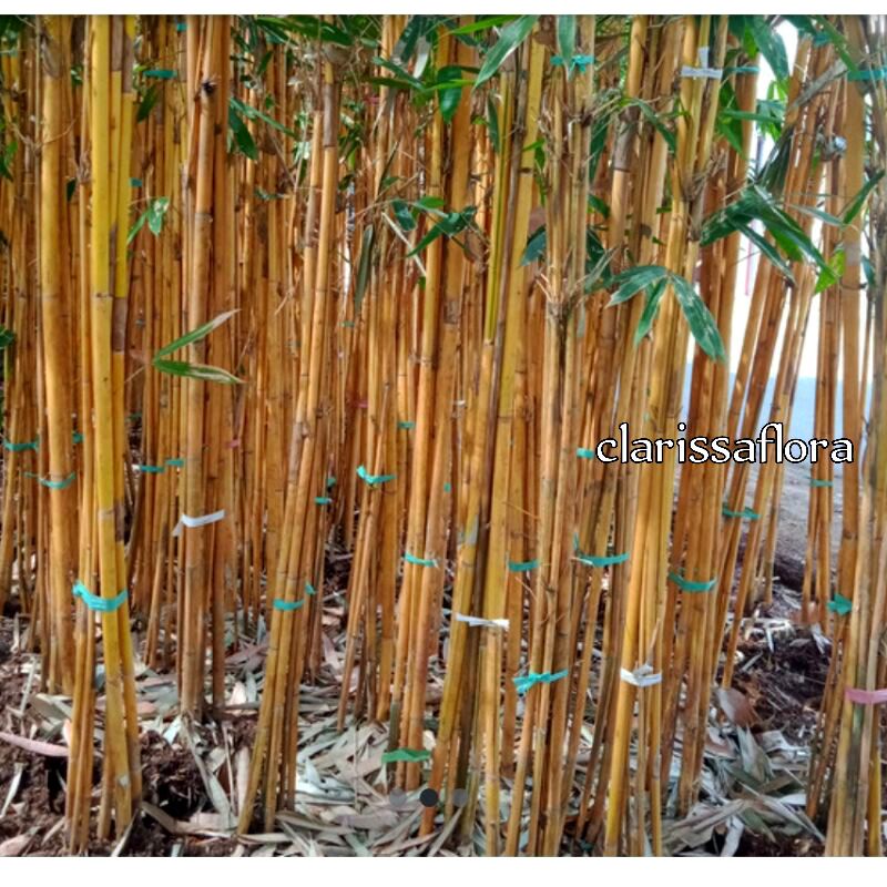 Jual 1 RUMPUN BAMBU KUNING TINGGI 1 METER | Shopee Indonesia