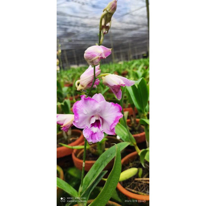 Jual Anggrek Dendrobium Tuesday Delight | Shopee Indonesia