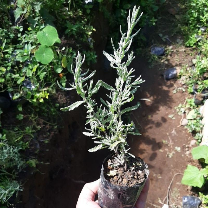 Jual BIBIT LAVENDER, TANAMAN LAVENDER | Shopee Indonesia