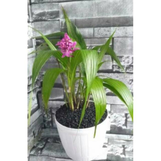 Jual Tanaman anggrek tanah | Shopee Indonesia