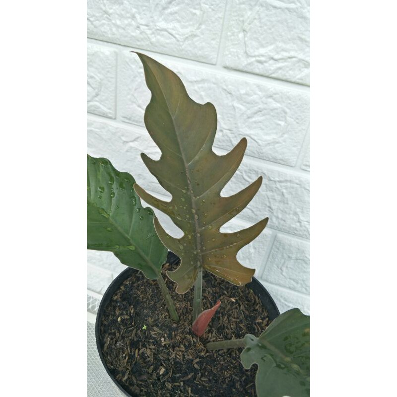 Jual Philodendron Caramel | Tanaman Hias Koleksi | Philo | Shopee Indonesia