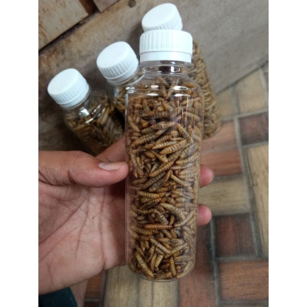 Jual dried maggot / magot kering kemasan botol 250ml | Shopee Indonesia