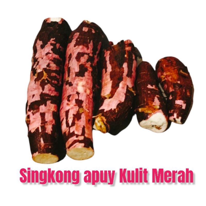 Jual Singkong apuy fresh kulit merah 1kg | Shopee Indonesia