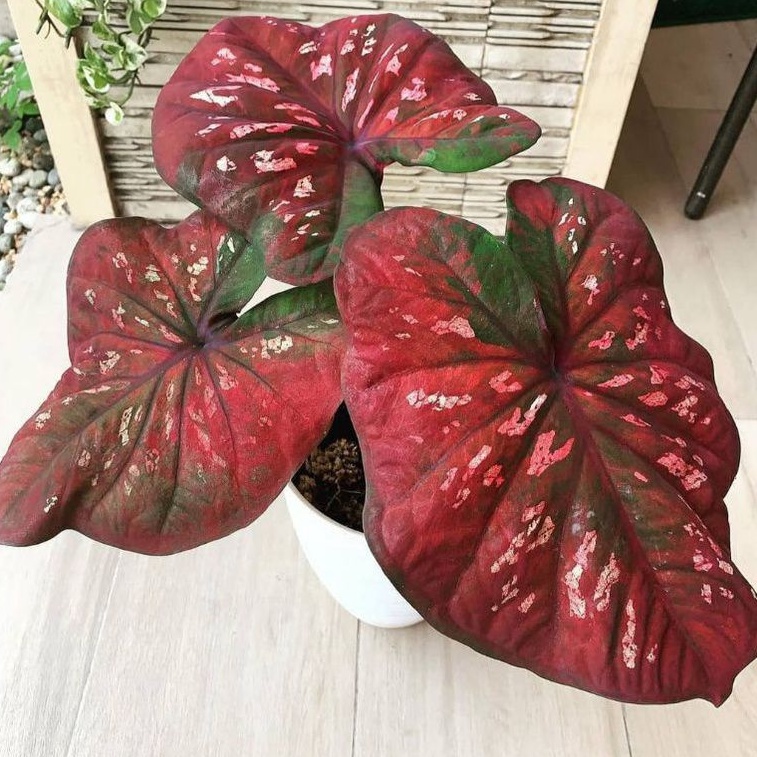 Jual caladium black mamba | Shopee Indonesia