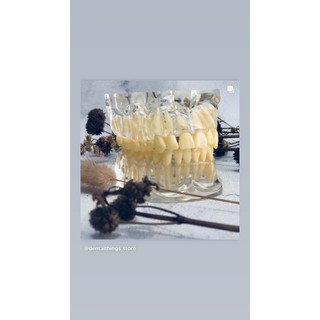 Jual Model gigi Phantom transparan gigi tiruan model studi anatomi ...